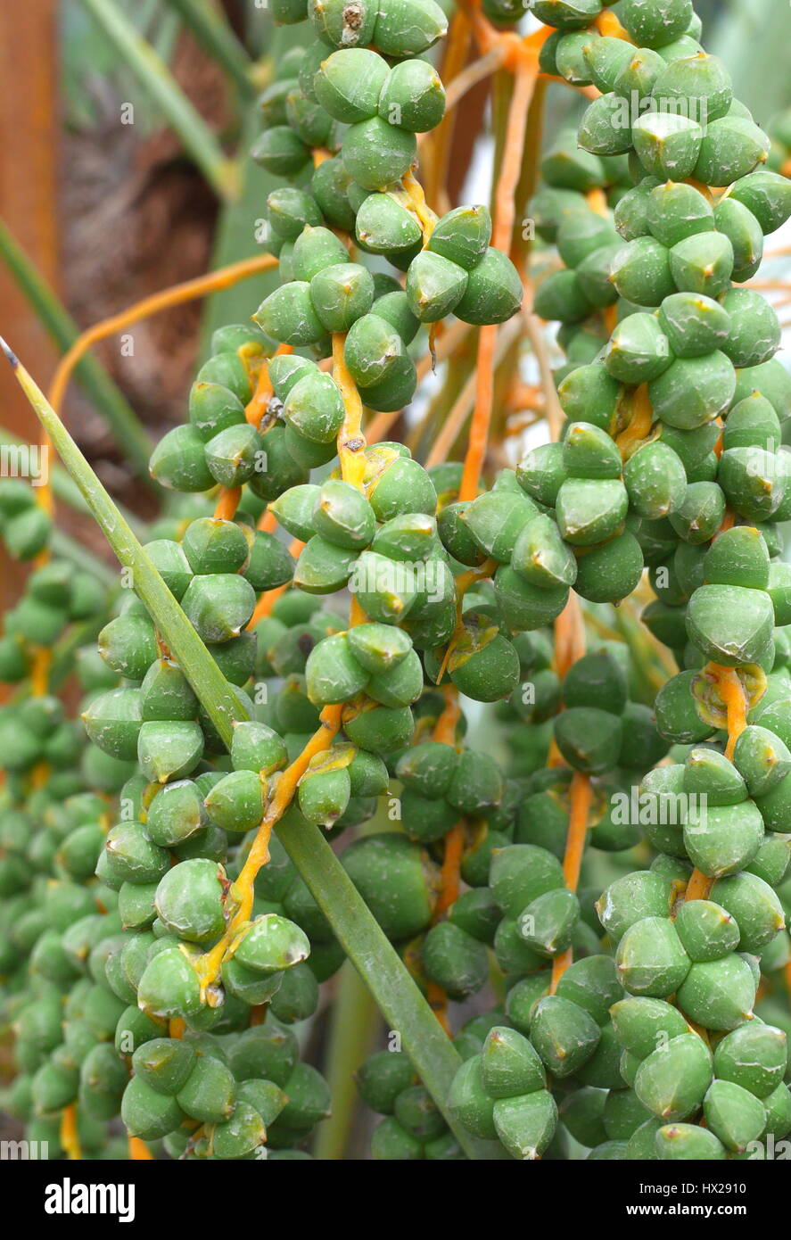 The early kimri stage of date growth, date palm, Kingdom of Bahrain ...