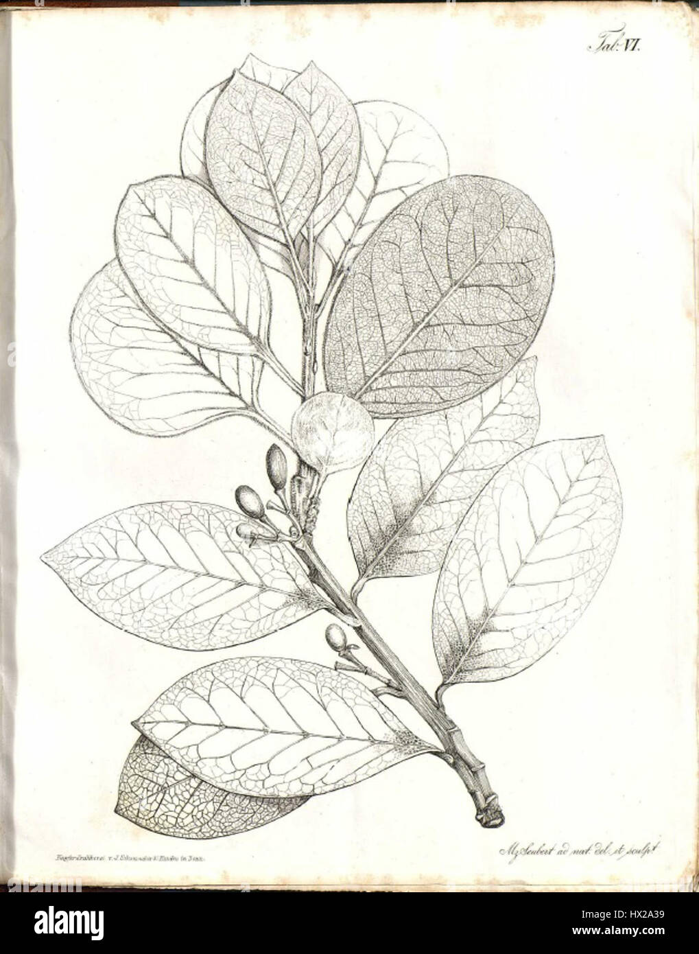 Laurus azorica hi-res stock photography and images - Alamy