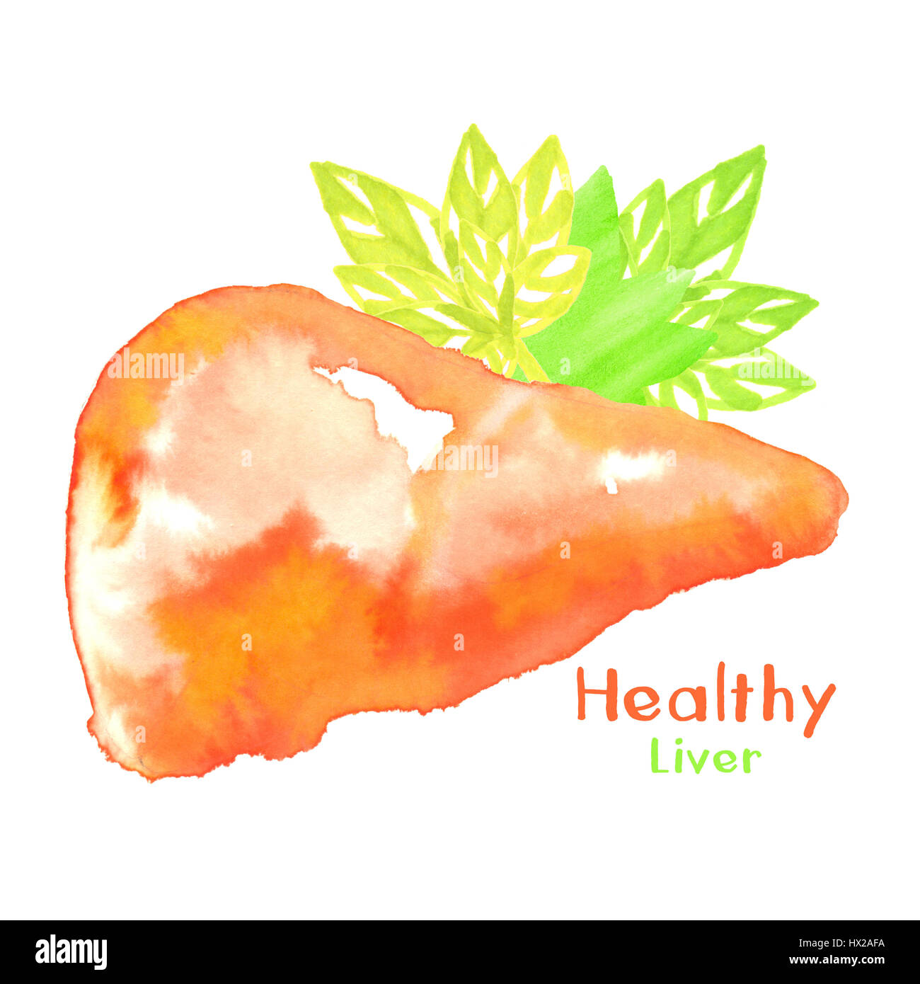 Liver shape hi-res stock photography and images - Alamy