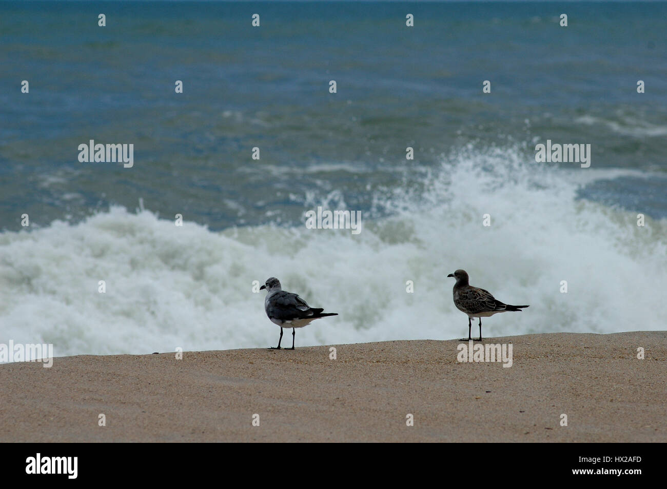 Piper birds hi-res stock photography and images - Alamy