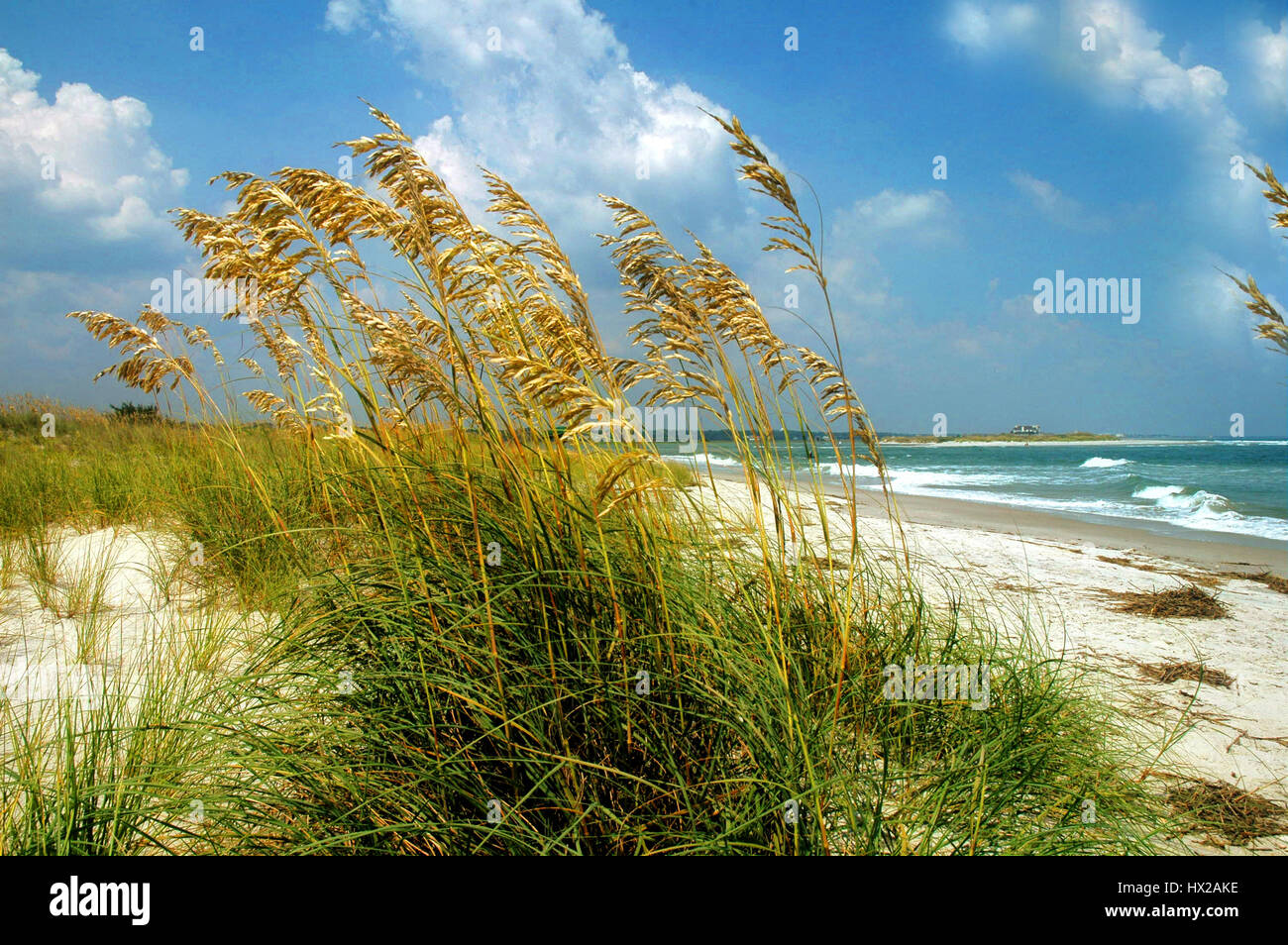beach grass by ocean Stock Photo - Alamy