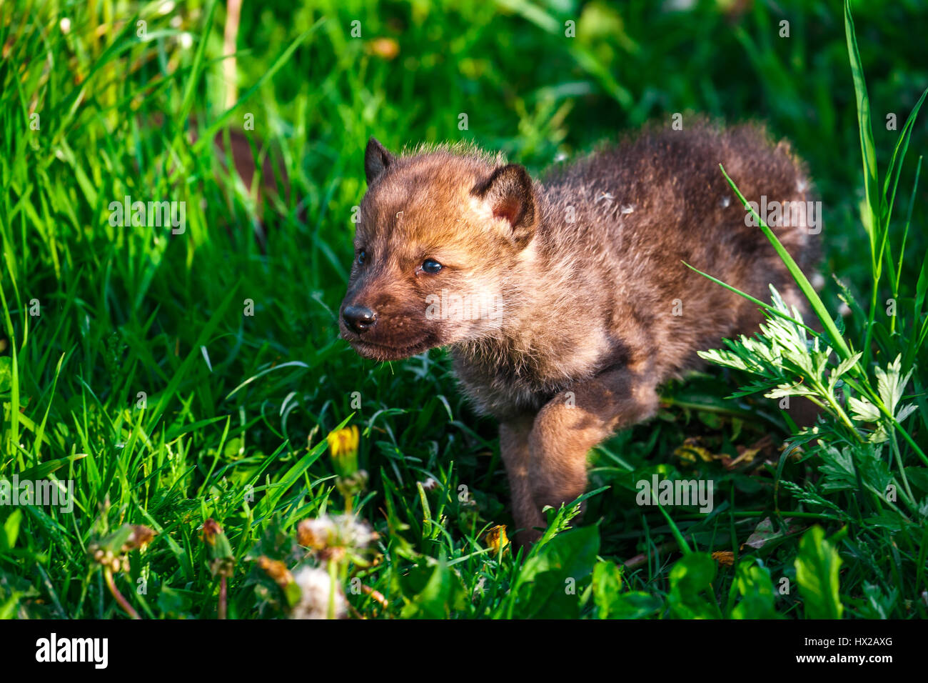 European Gray Wolf Cubs in a Grass in a Spring Day Stock Photo - Alamy