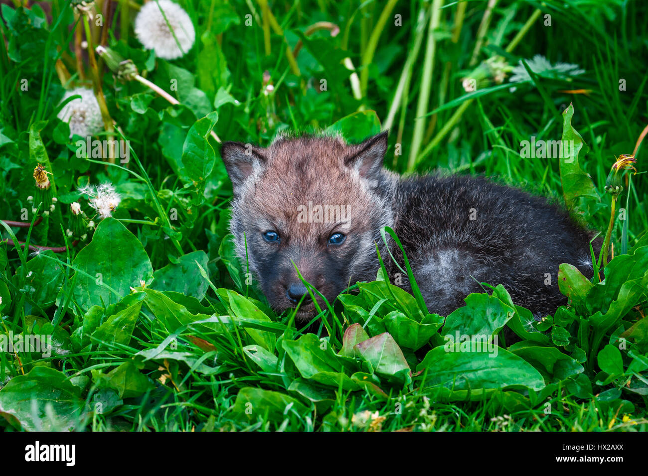 European Gray Wolf Cubs in a Grass in a Spring Day Stock Photo - Alamy