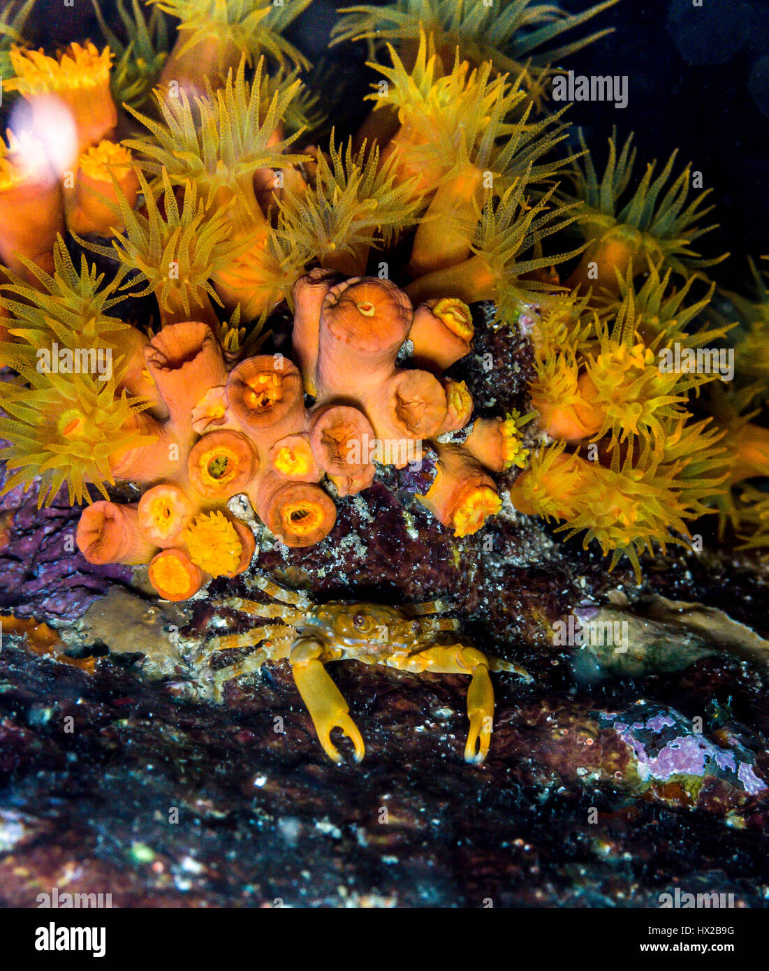 Banded clinging crab hi-res stock photography and images - Alamy