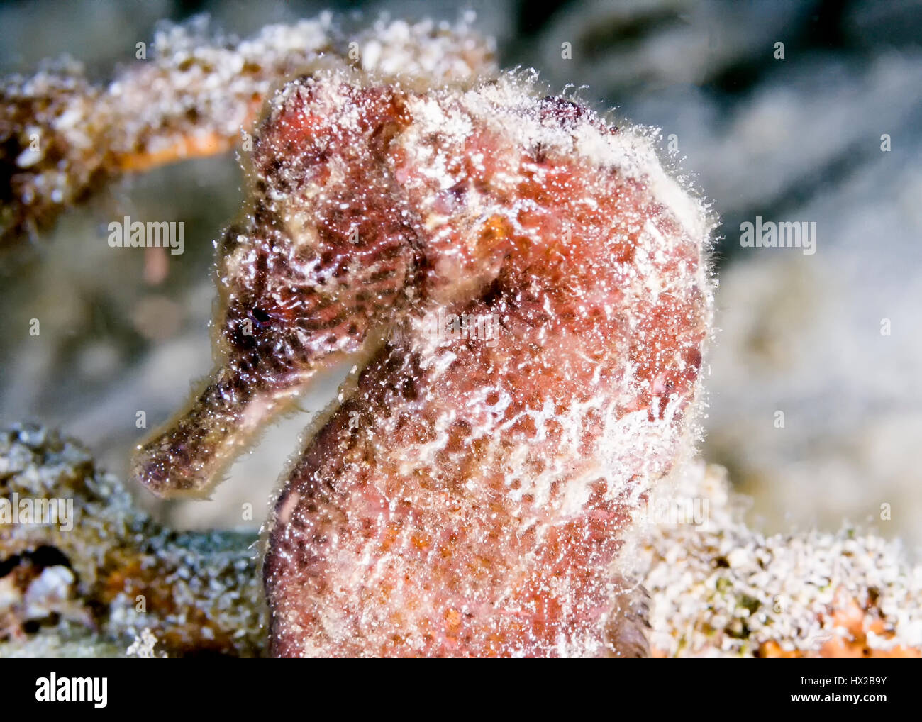 lined seahorse,Hippocampus erectus, northern seahorse or spotted ...