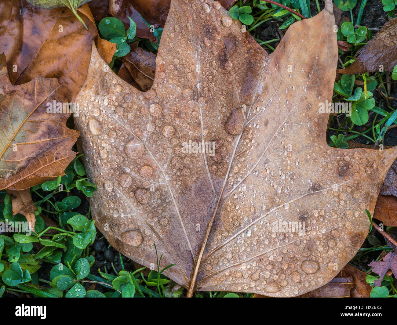 Yellow poplar Autumn leaves with water drops after rain Stock Photo - Alamy