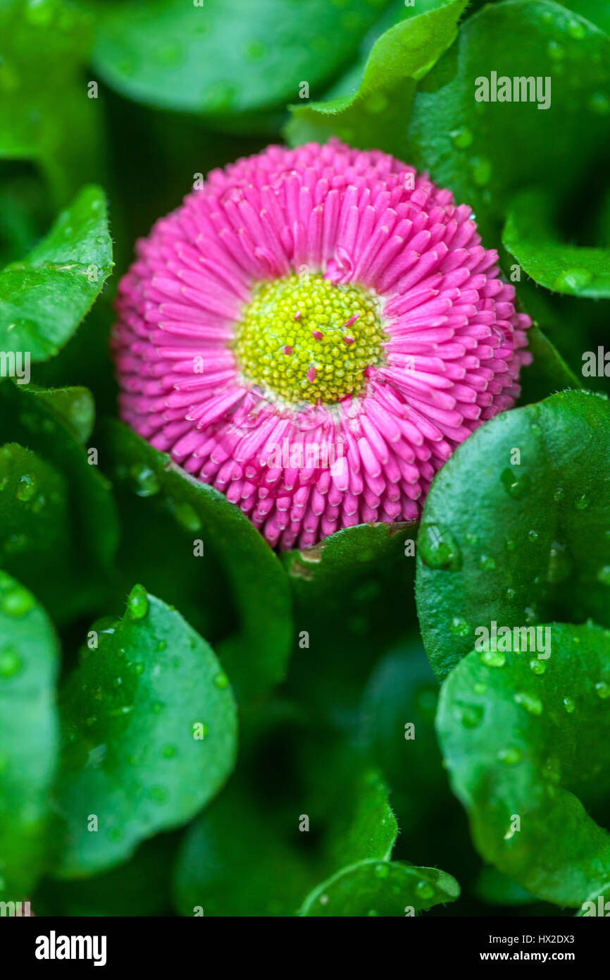 Garden cultivars of large flowers daisies Stock Photo - Alamy