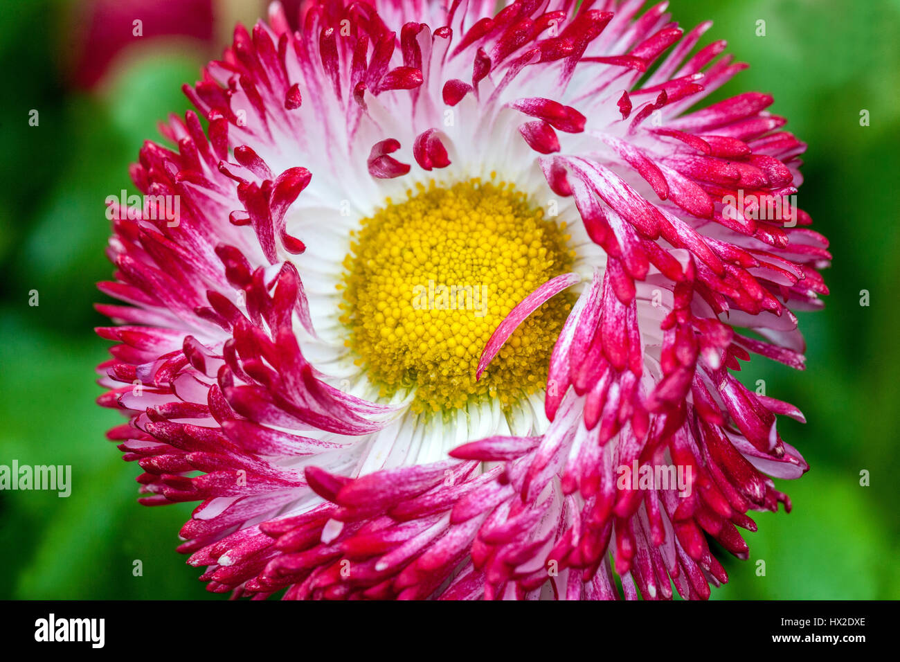 English spring flowers hi-res stock photography and images - Alamy