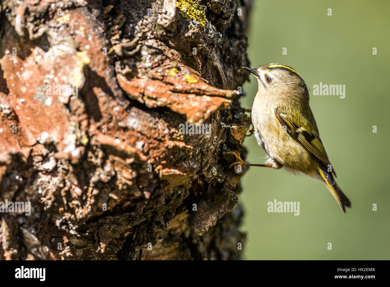 Goldcrest on a tree Stock Photo - Alamy