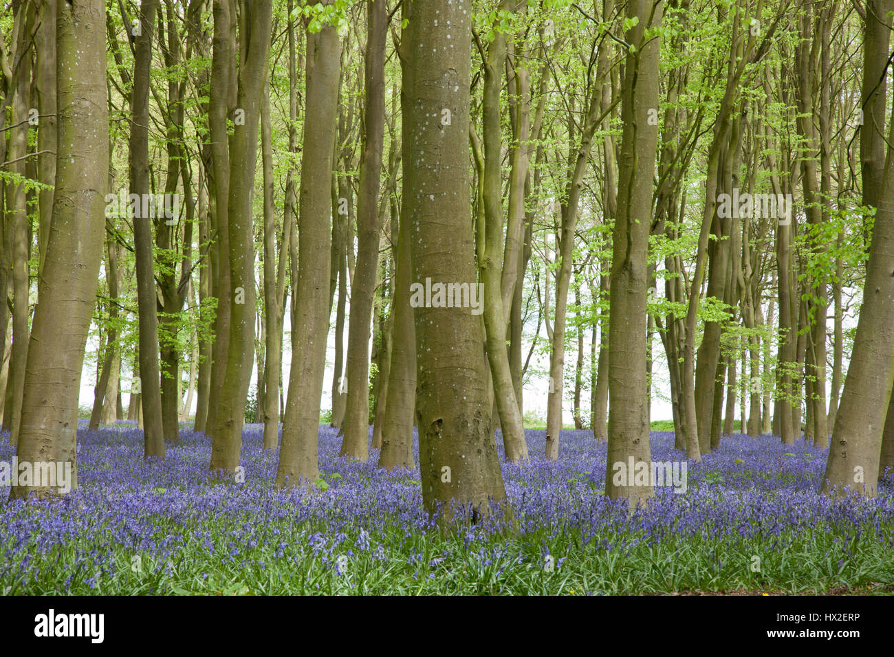 Bluebells cover the ground amidst tall beech trees at Badbury Clumps ...