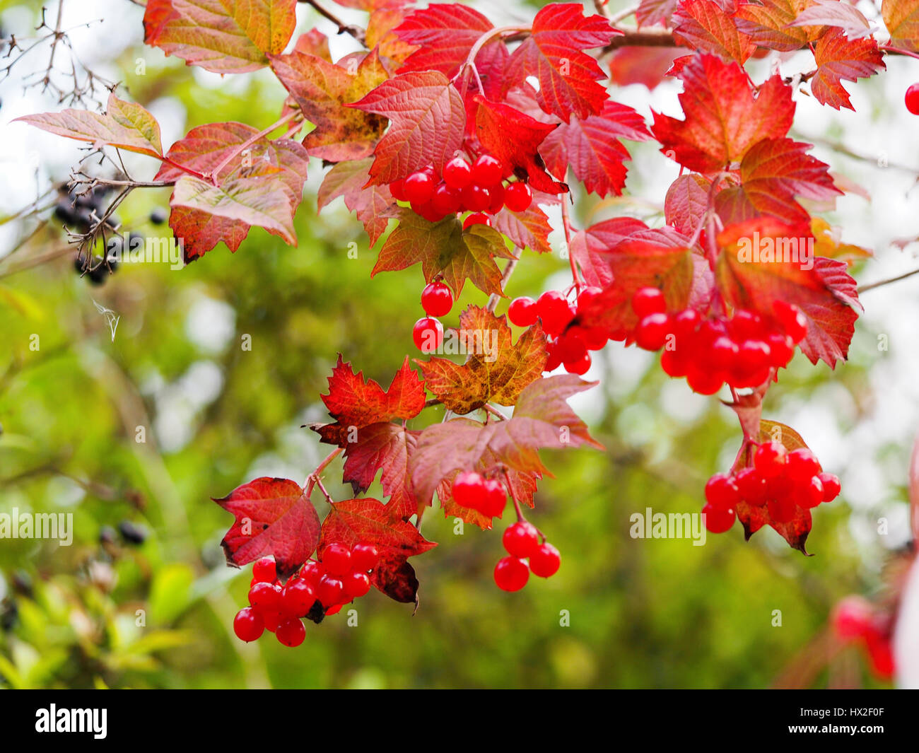 Guelder Rose shrub in bright red autumn colour. Vivid red berries and ...