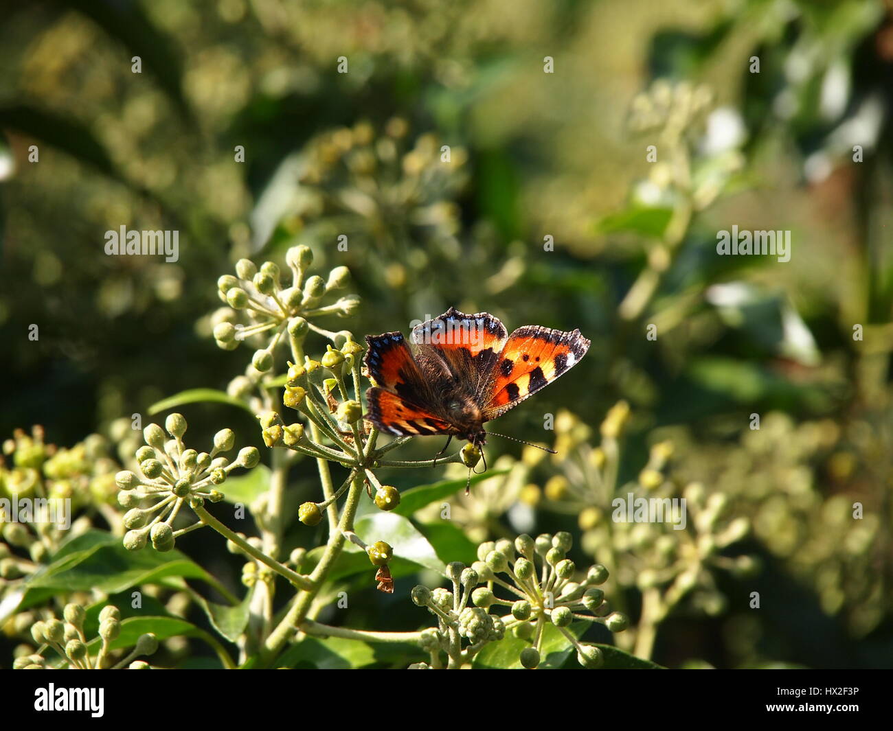 Long proboscis hi-res stock photography and images - Alamy