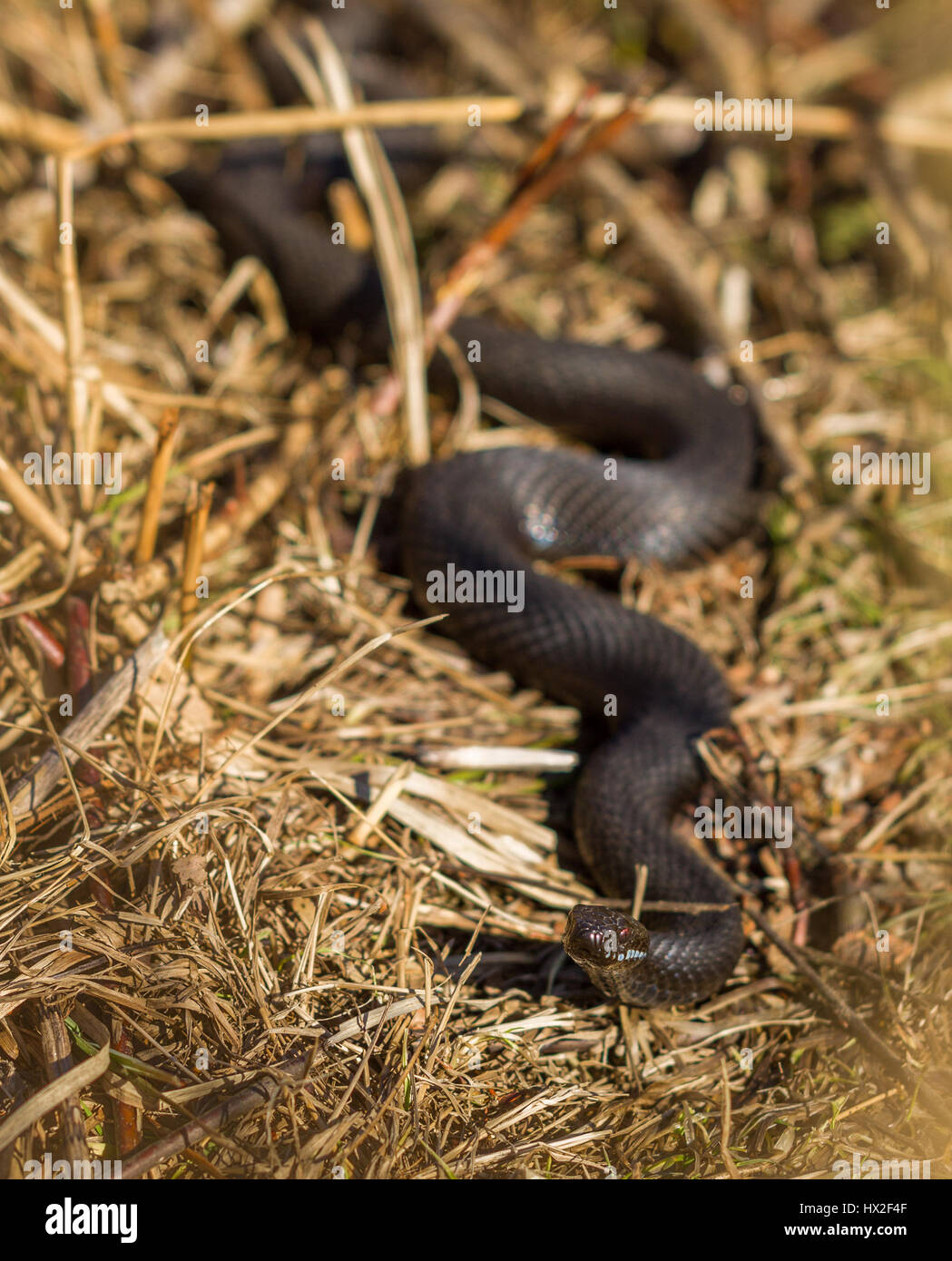 Vipera berus black melanistic snake hi-res stock photography and images ...
