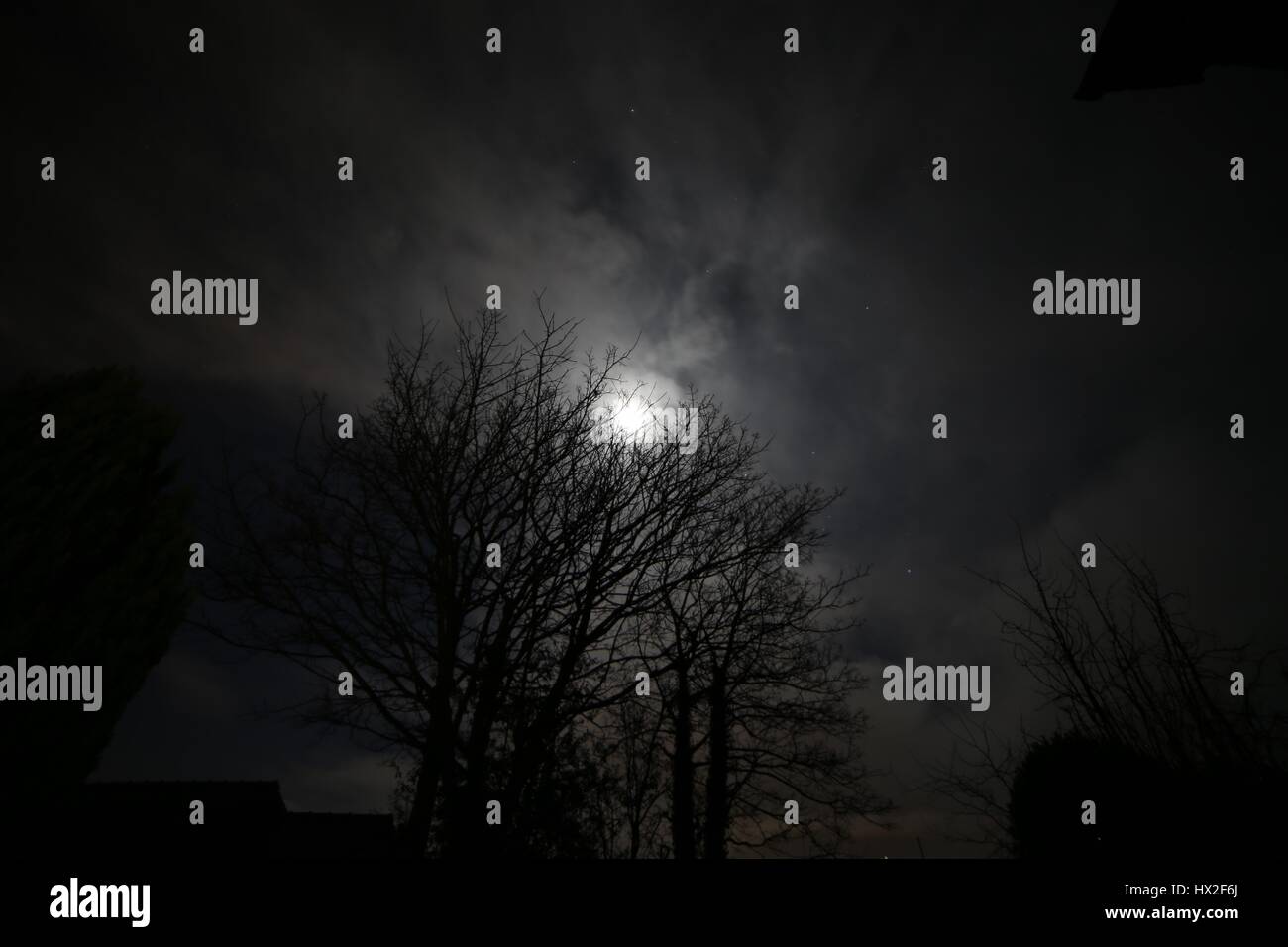 Moon through the trees Stock Photo - Alamy