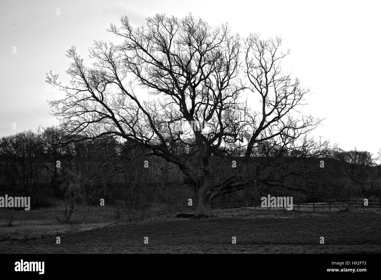 Black and white giant tree hi-res stock photography and images - Alamy