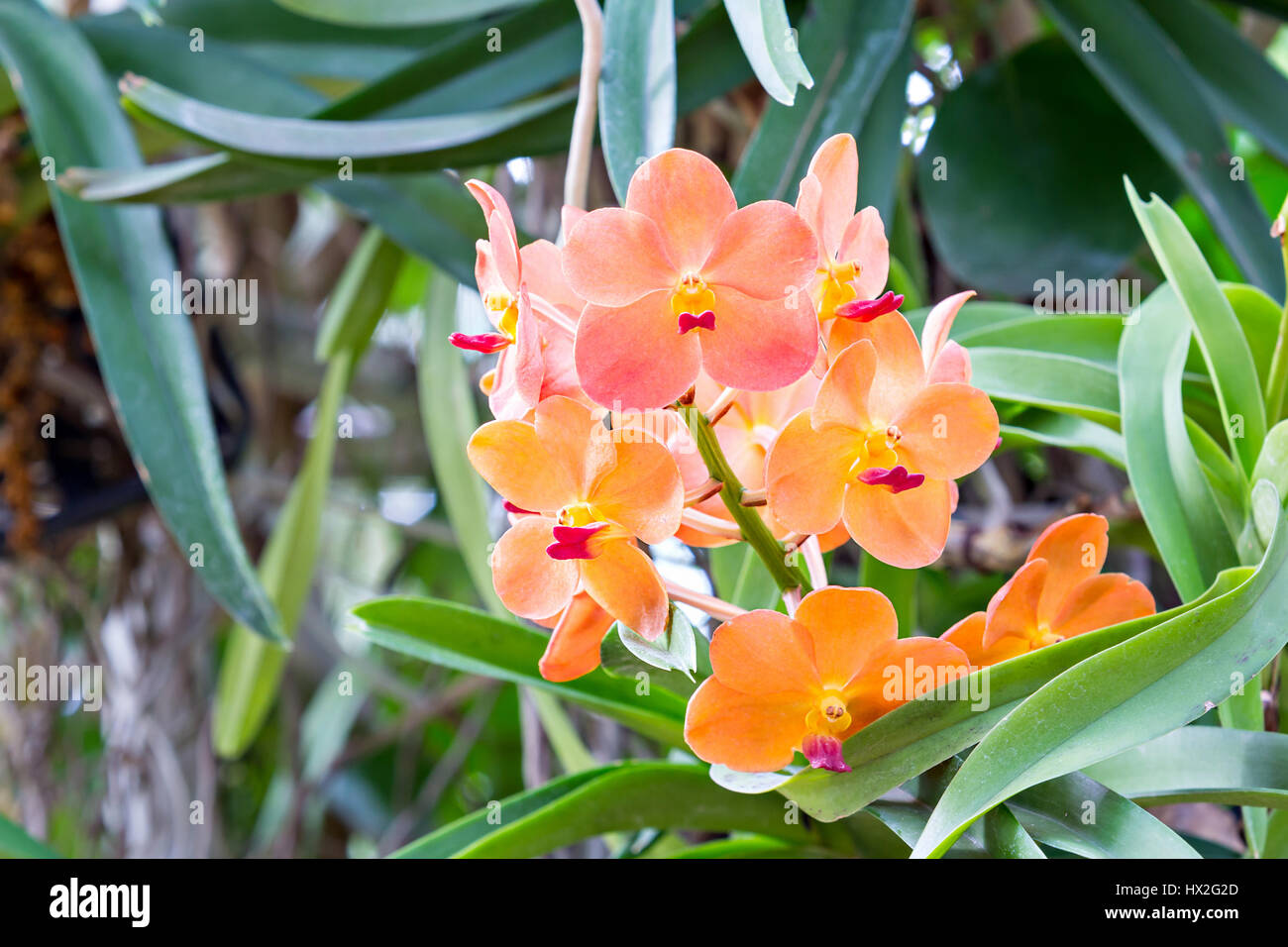 Orange orchid flowers Stock Photo - Alamy