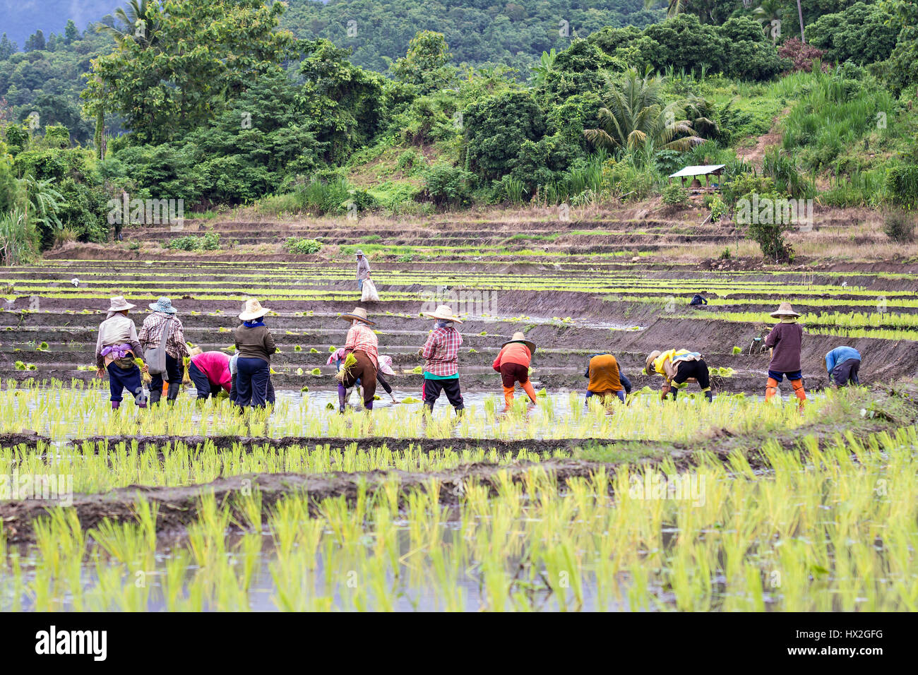 Thai farmers planting rice on rice fields Stock Photo - Alamy
