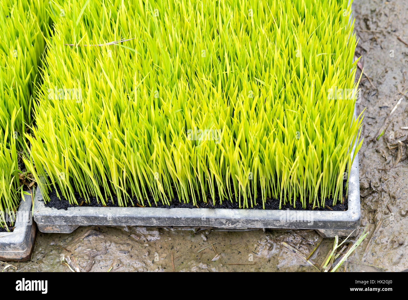 Rice seedling in tray planting Stock Photo - Alamy