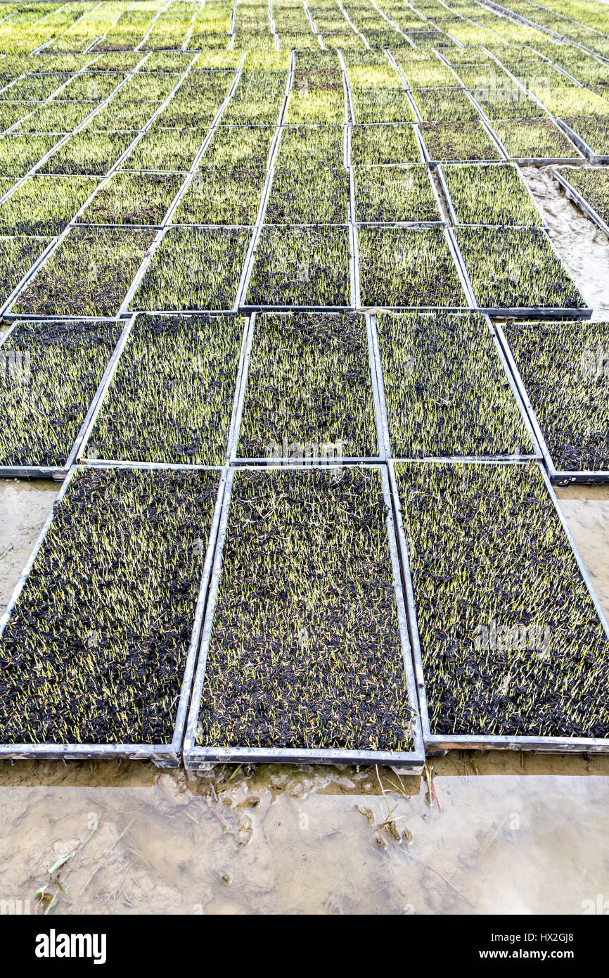 Rice seedling in tray planting Stock Photo - Alamy