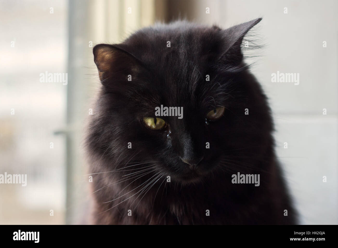 Black tomcat sitting by the window looking down sad, tears on his ...