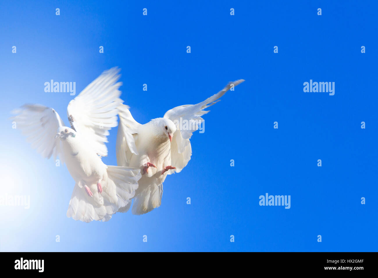 Two Doves Holding A Ribbon Around The World Peace Earth