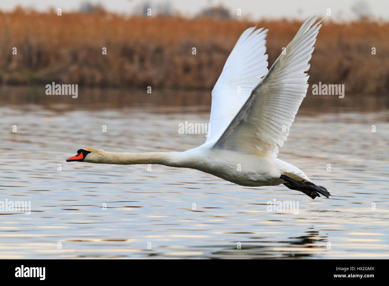 Beautiful Swan Flying