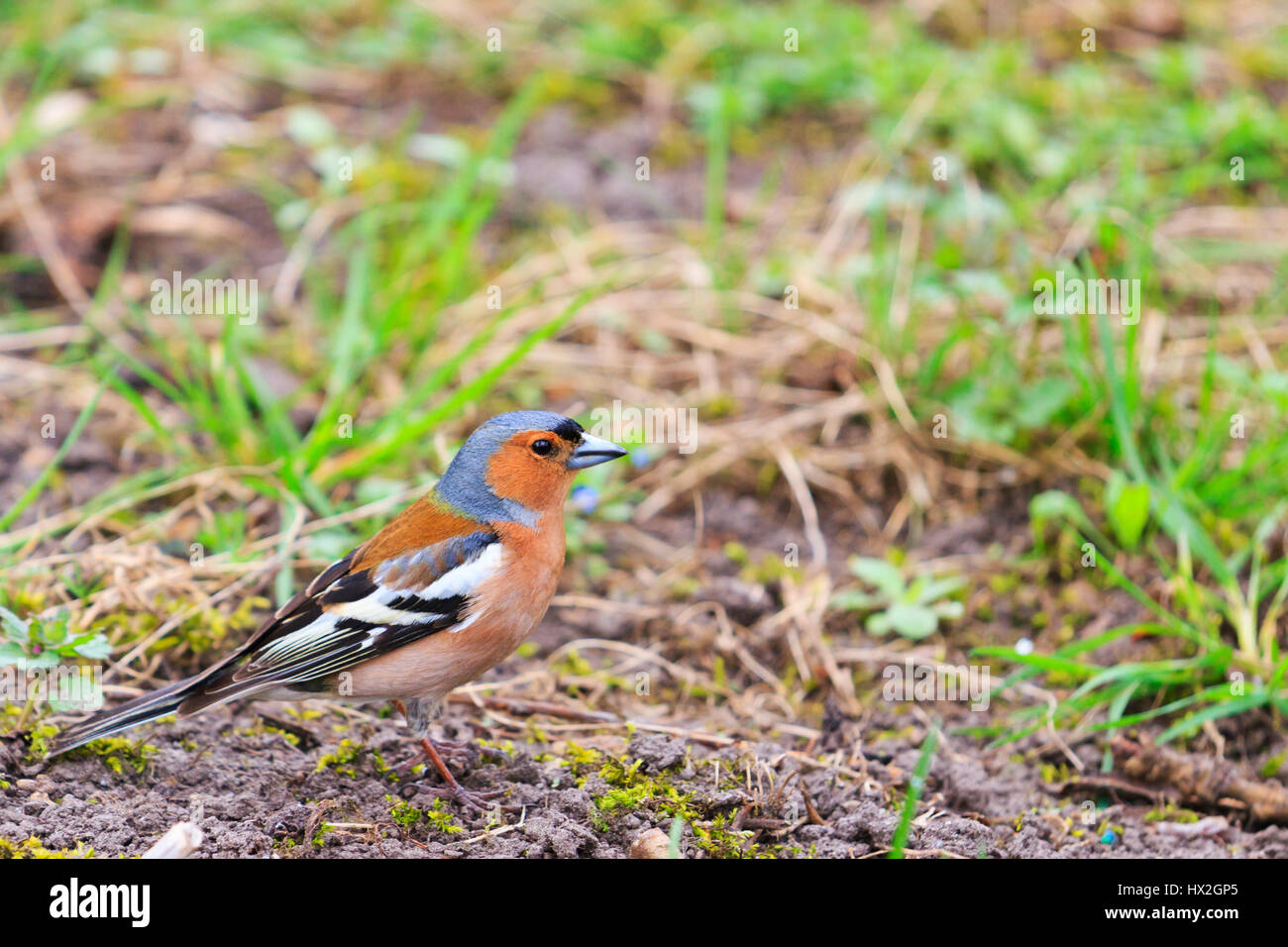chaffinch sits on the grass in the garden,Spring birds singing ...