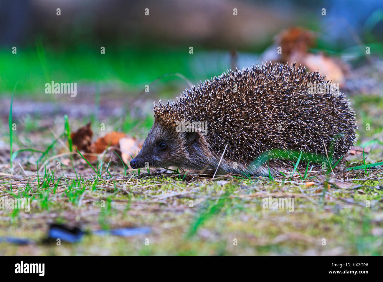 Hedgehog in a hedge hi-res stock photography and images - Alamy