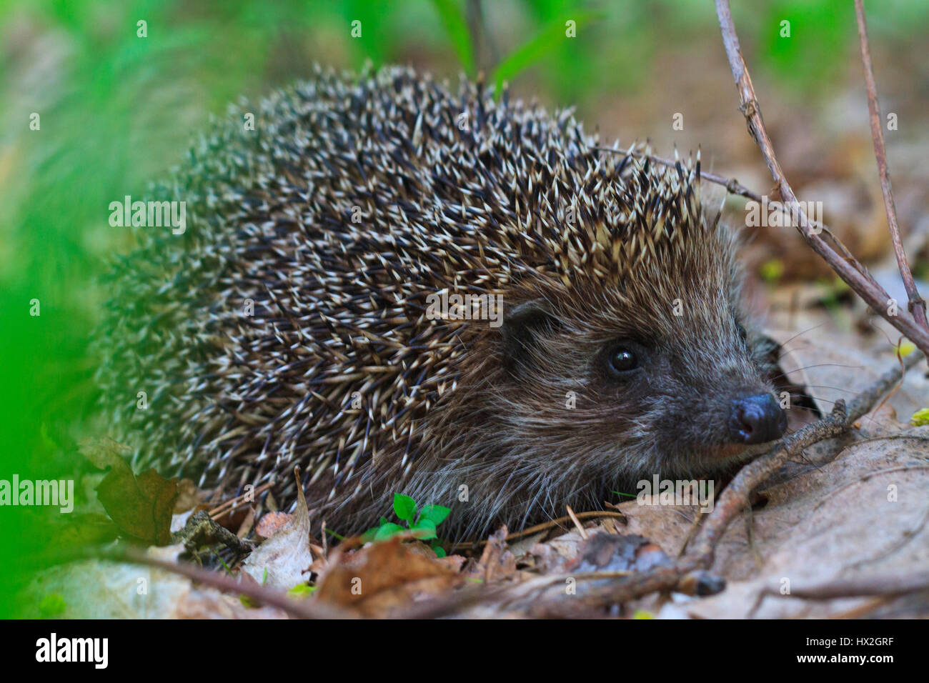 cute european Hedgehog among the dry leaves,mammals, predator prickly ...