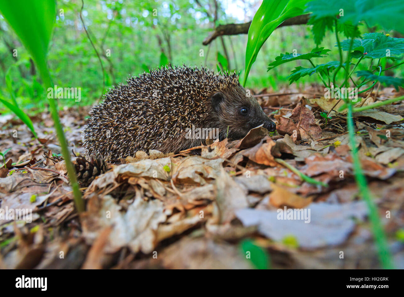 cute young european hedgehog among the dry leaves,mammals, predator ...