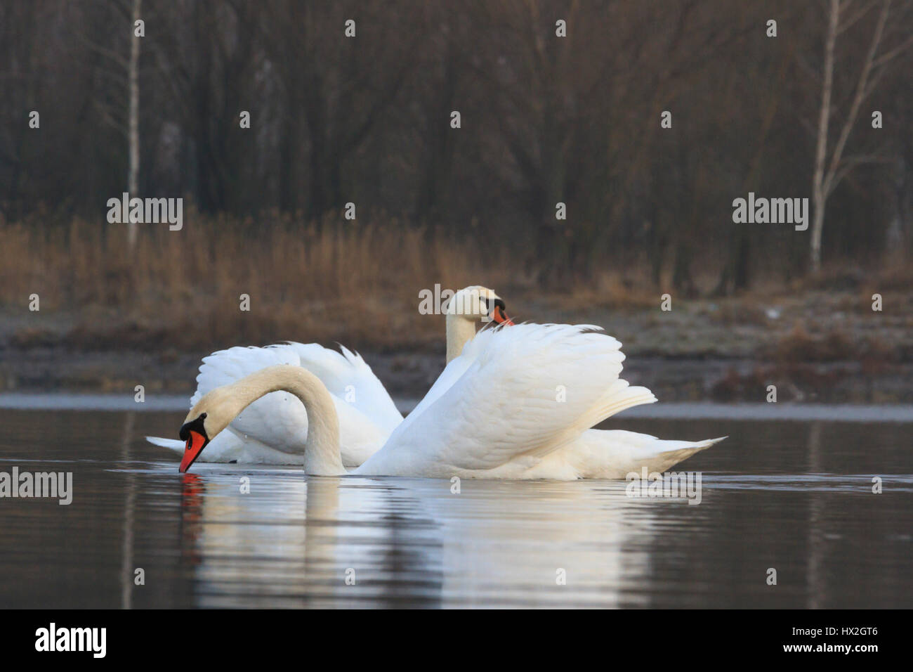 Two swans in swan lake. Swan love,love, fidelity symbol, a symbol of ...