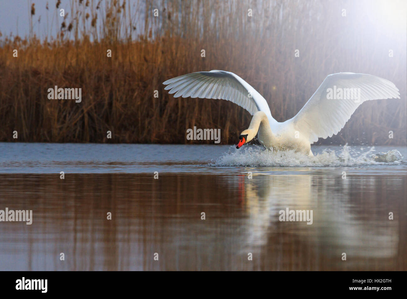 big white bird preparing to take off,love, fidelity symbol, a symbol of ...