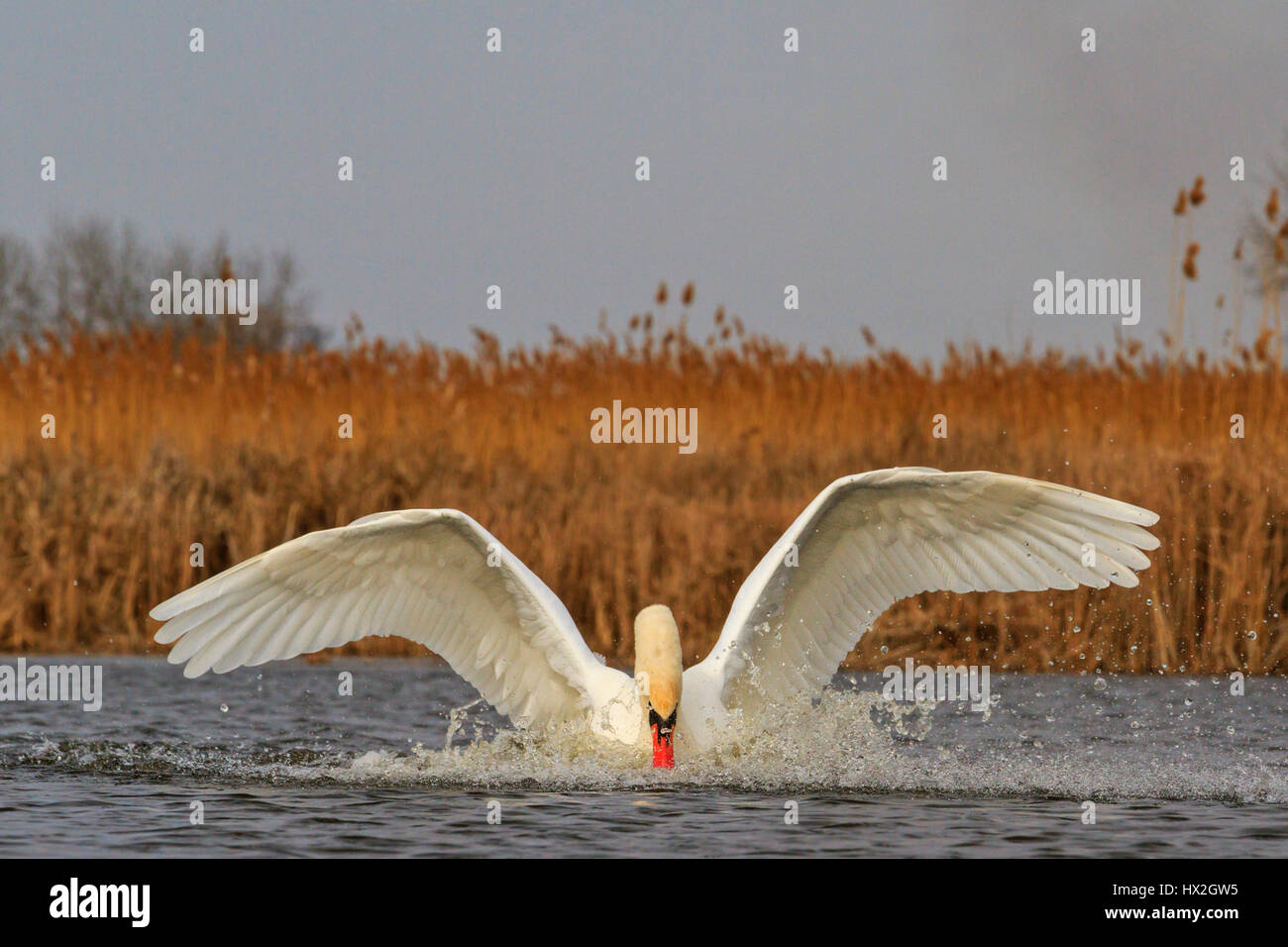 Swan with open wings hi-res stock photography and images - Alamy