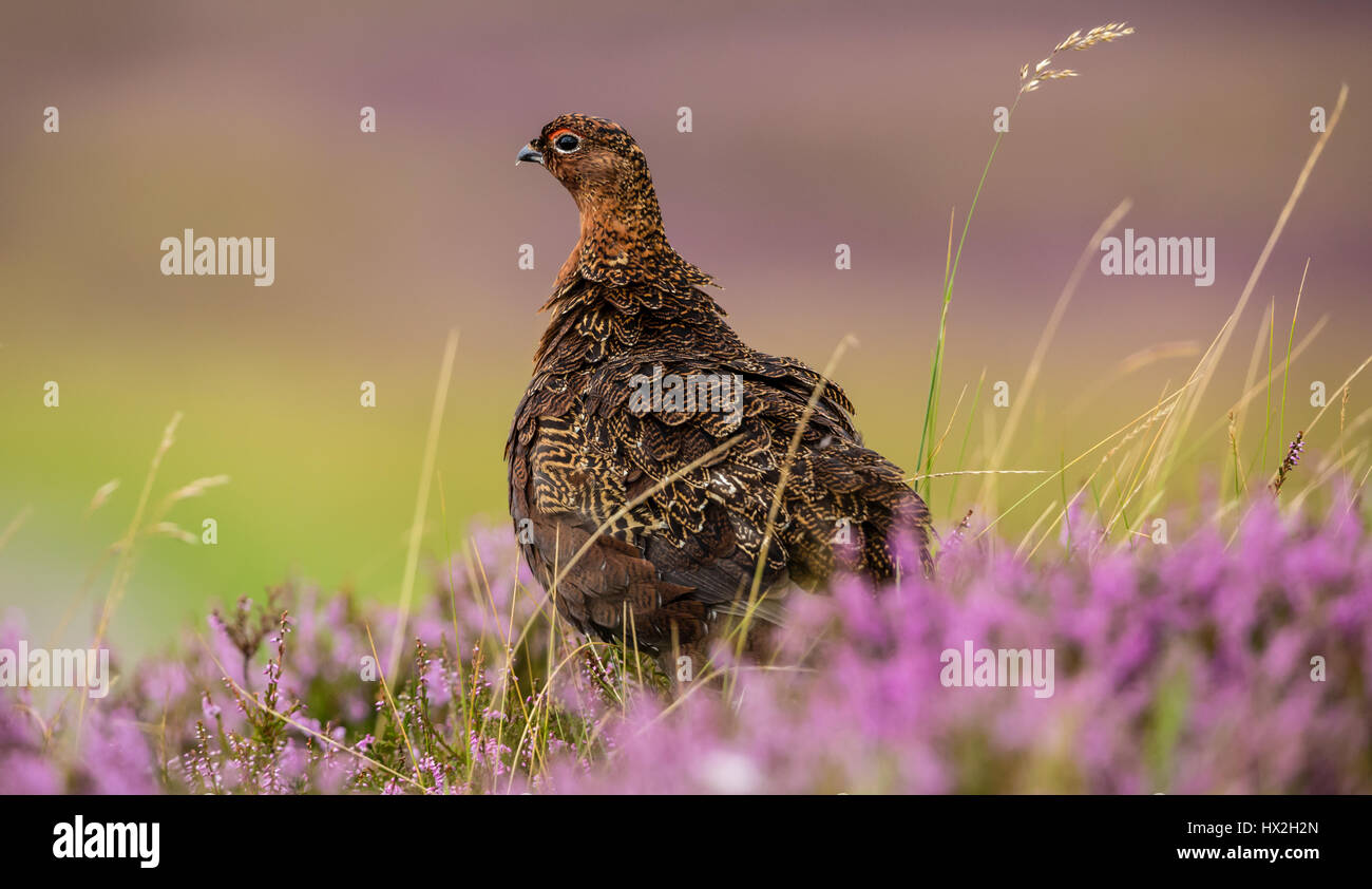 Male grouse hi-res stock photography and images - Alamy