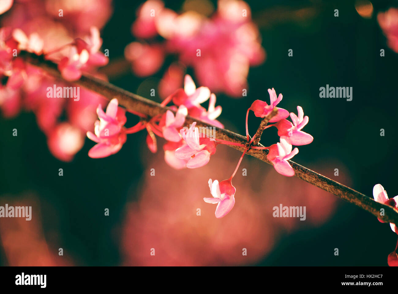 Redbuds hi-res stock photography and images - Alamy