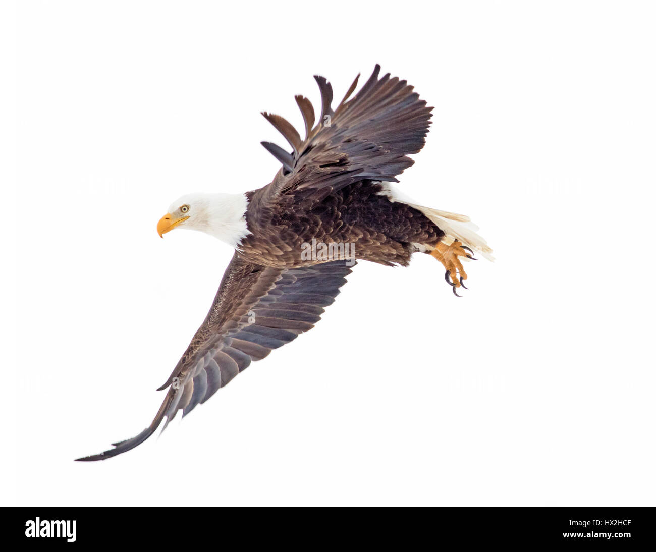 Flying in the winter Cut Out Stock Images & Pictures - Alamy