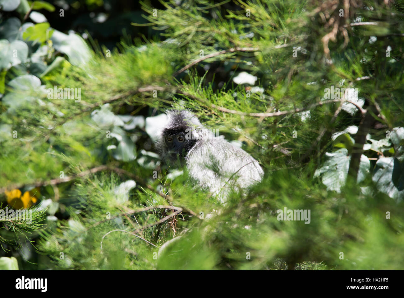 Silver lutung hi-res stock photography and images - Alamy