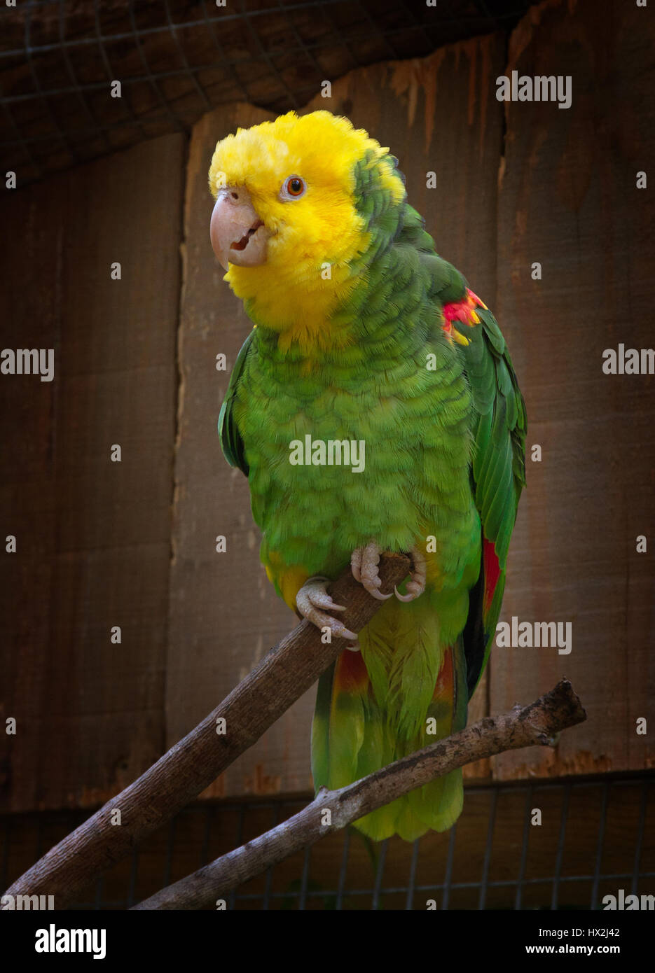 Single grren parrot sitting on a tree branch Stock Photo - Alamy