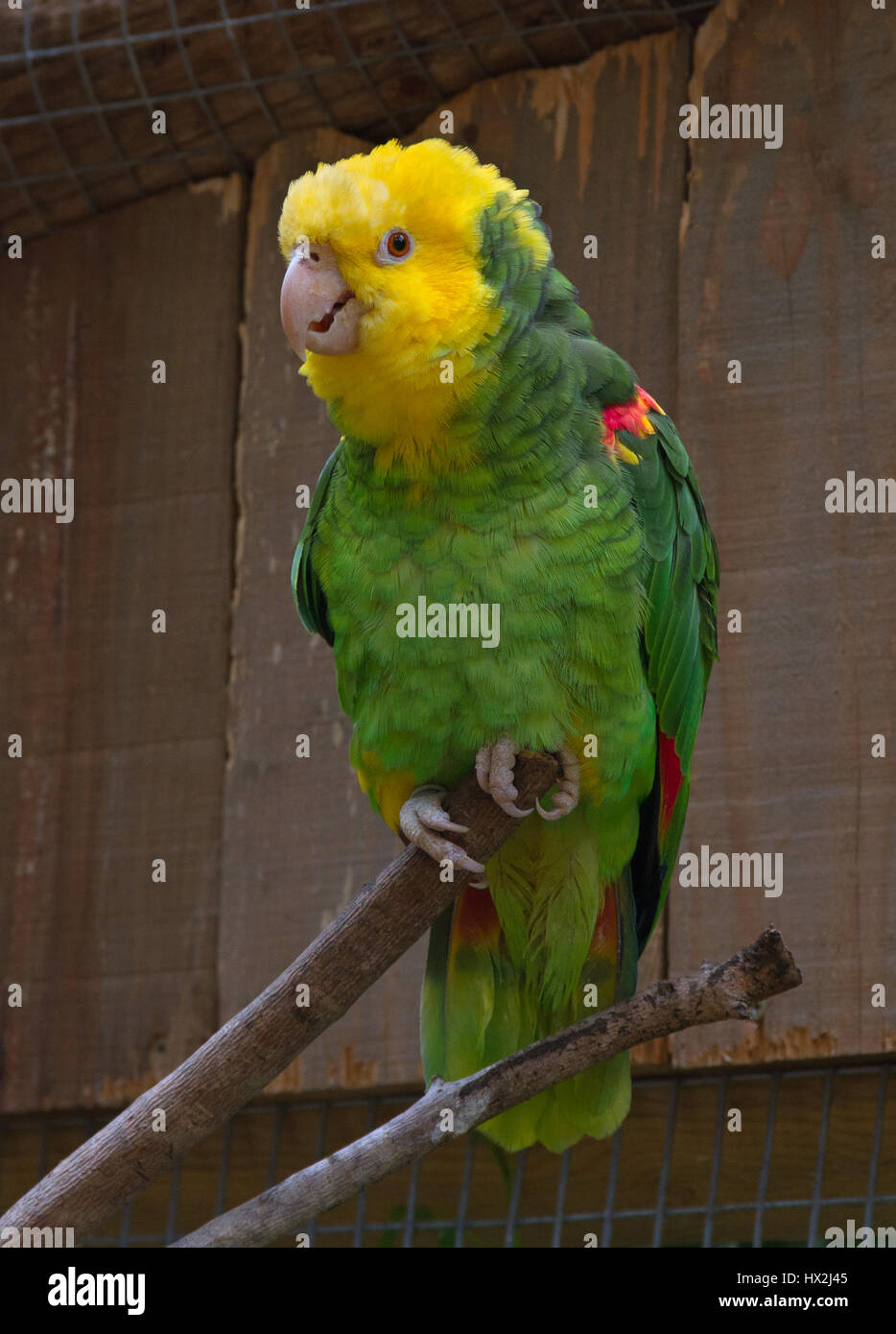 Single grren parrot sitting on a tree branch Stock Photo - Alamy