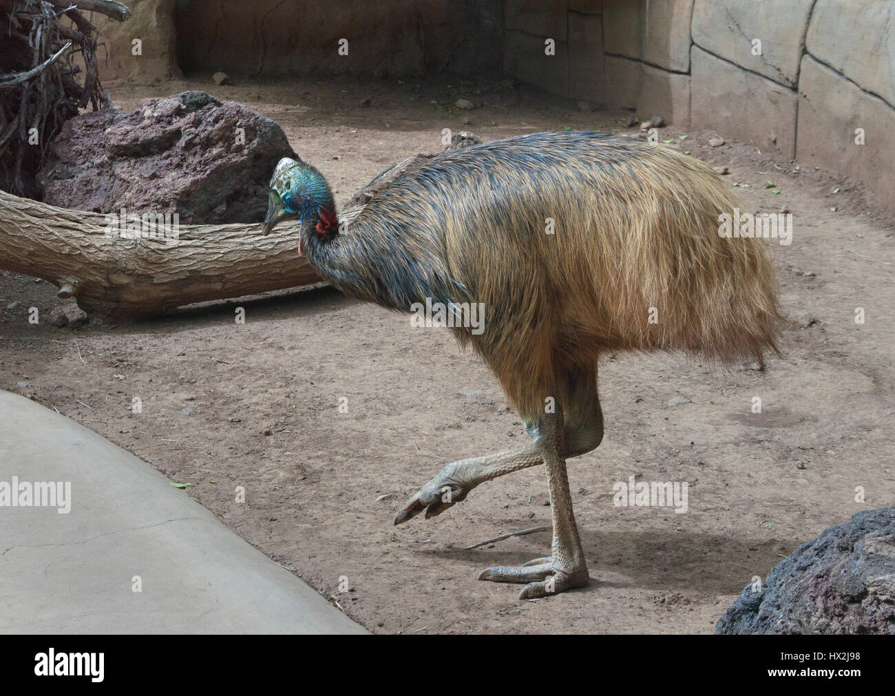 Life cassowary in a captivity Stock Photo - Alamy