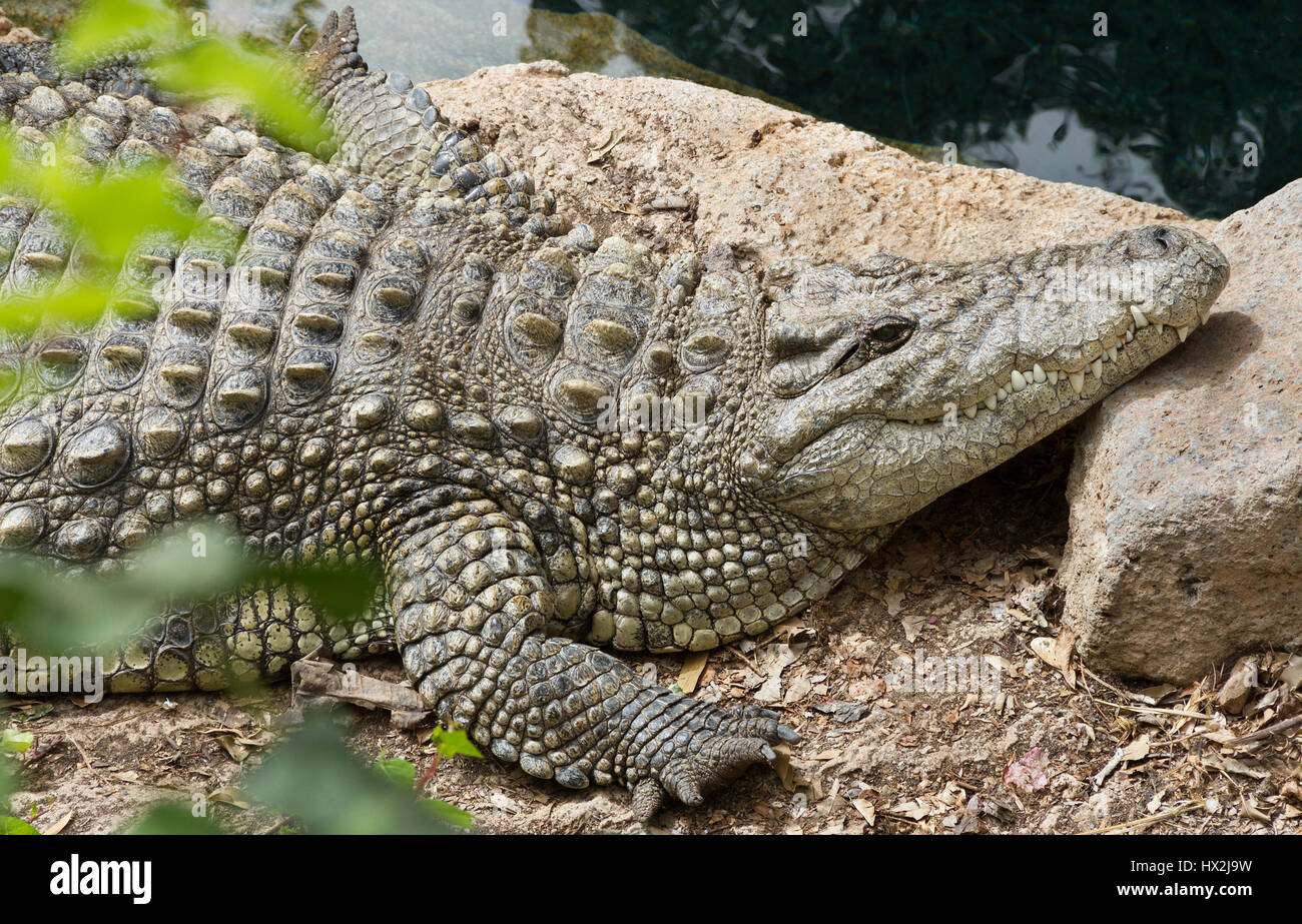 Life of crocodile in Jungle park Stock Photo - Alamy