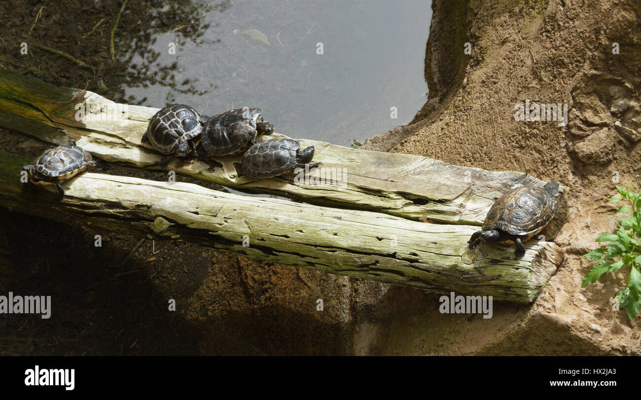 Turtles in jungle water hi-res stock photography and images - Alamy