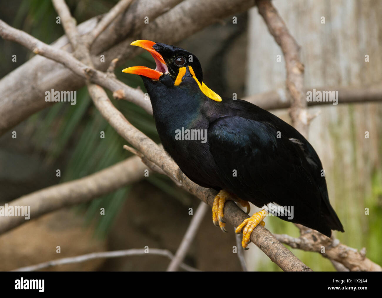 Hill mynah hi-res stock photography and images - Alamy