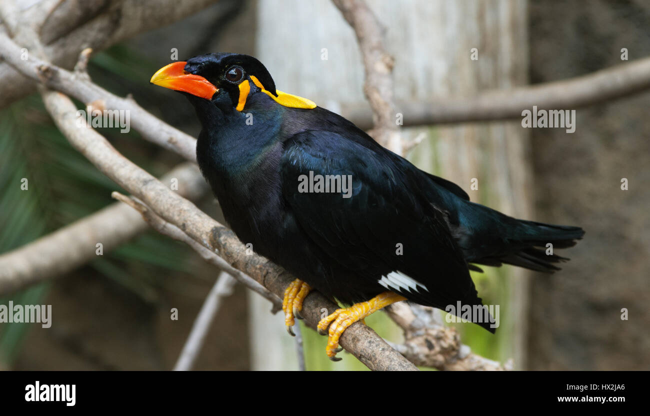 Java Hill Mynah on a branch Stock Photo - Alamy