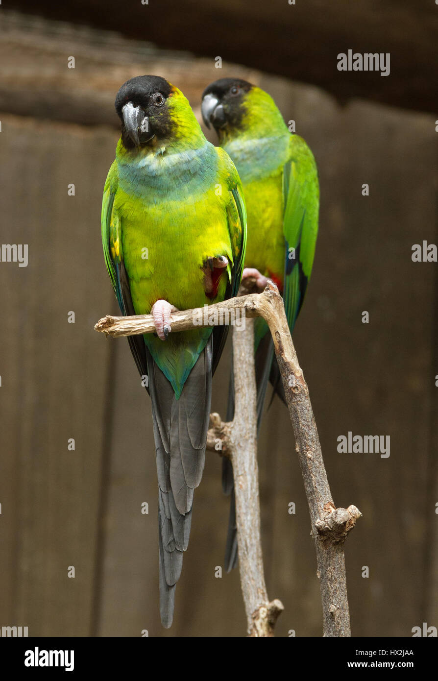 Two green parrots hi-res stock photography and images - Alamy
