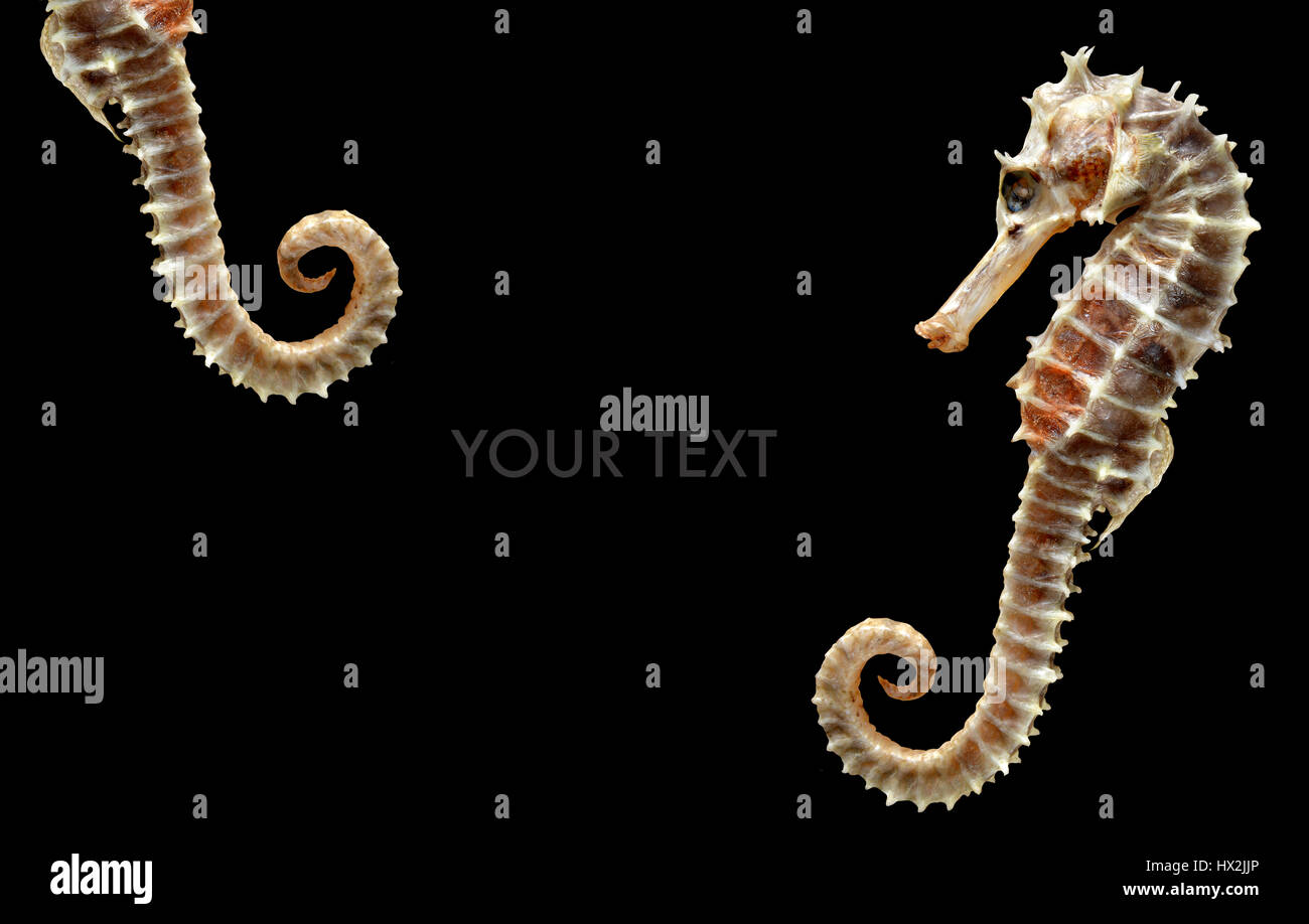 body and texture of dry seahorse isolate from black background with ...