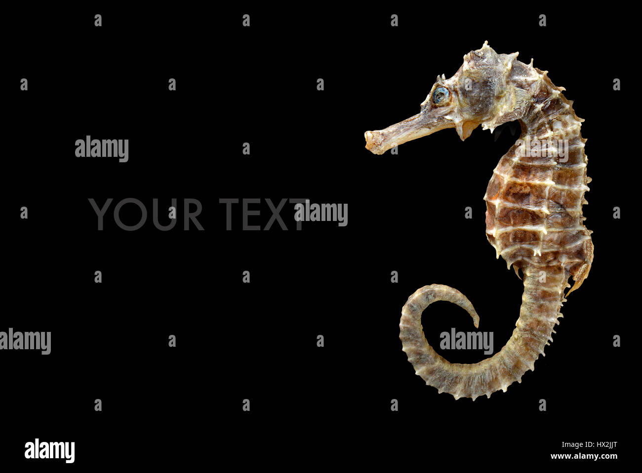 body and texture of dry seahorse isolate from black background with ...