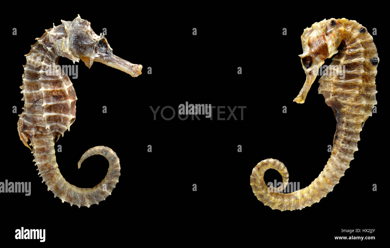 body and texture of dry seahorse isolate from black background with ...