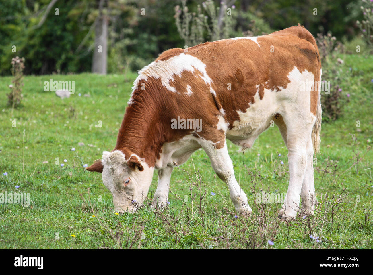 cow eating grass Stock Photo - Alamy