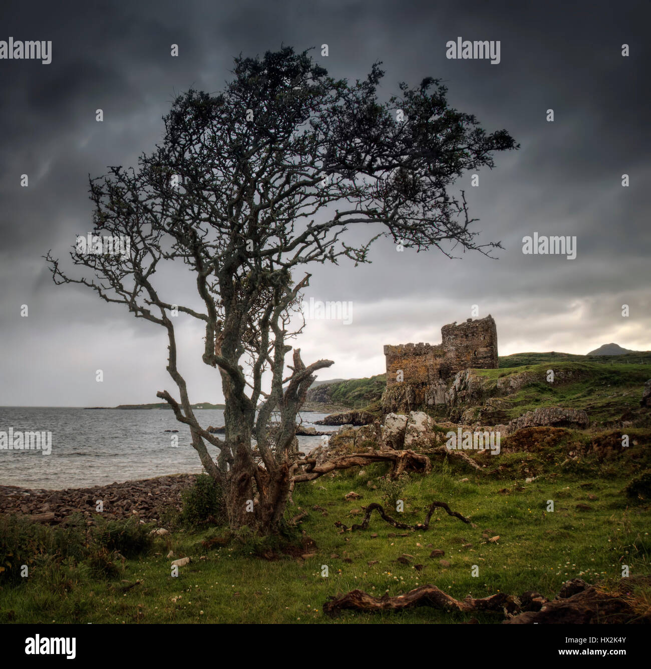 Mingary Castle in stormy weather with scottish tree, Scotland Stock ...